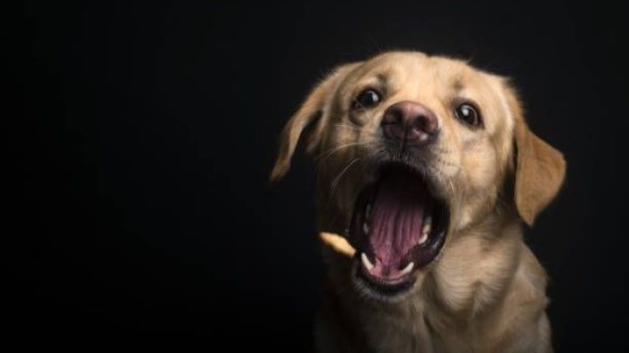 How Long Can Dogs Go Without Food? - WeWantDogs