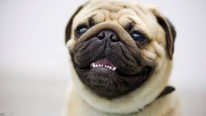 How Many Teeth Do Dogs Have? Let’s Find Out! - WeWantDogs