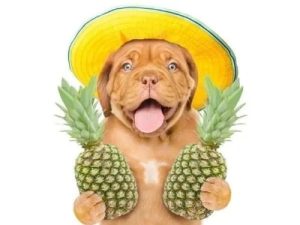Can Dogs Eat Pineapple? Read Before You Feed! - WeWantDogs