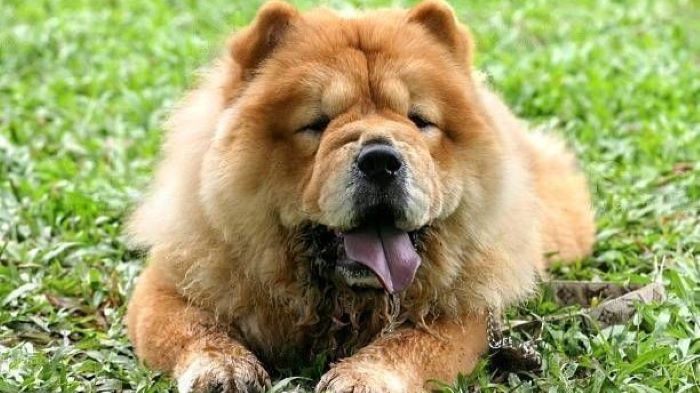 Why Do Dogs Spit Their Food? All You Need to Know! - WeWantDogs