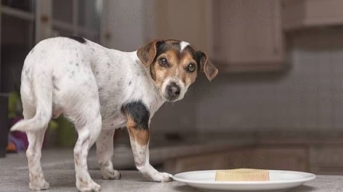 Can Dogs Eat Cheese? Is It Safe for Your Dogs? - WeWantDogs