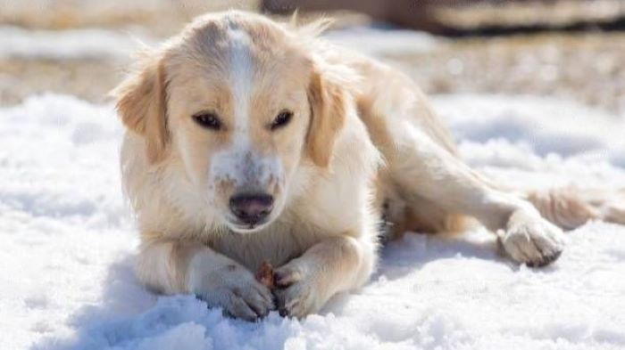 Why Do Dogs Eat Snow? Is It Safe? - WeWantDogs