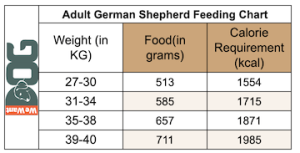 German Shepherd Feeding Chart – How Much to Feed? - WeWantDogs