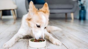 Border Collie Feeding Chart – How Much to Feed? - WeWantDogs