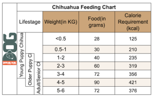 Chihuahua Feeding Chart – How Much to Feed? - WeWantDogs