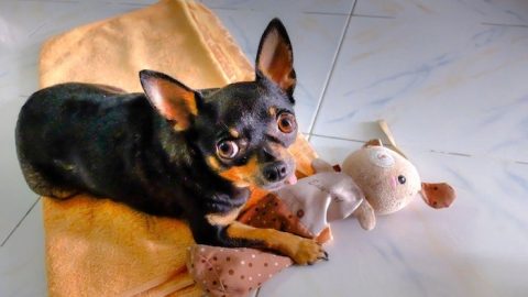 Chihuahua Feeding Chart – How Much to Feed? - WeWantDogs
