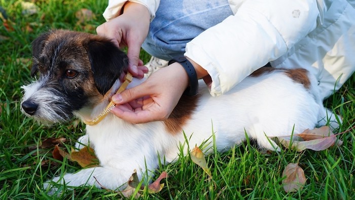Can Dogs Get Lyme Disease? Understanding the Risks and Symptoms ...
