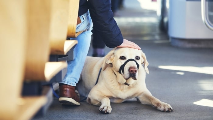 Are Dogs Allowed on Buses? Travelling With Fido - WeWantDogs