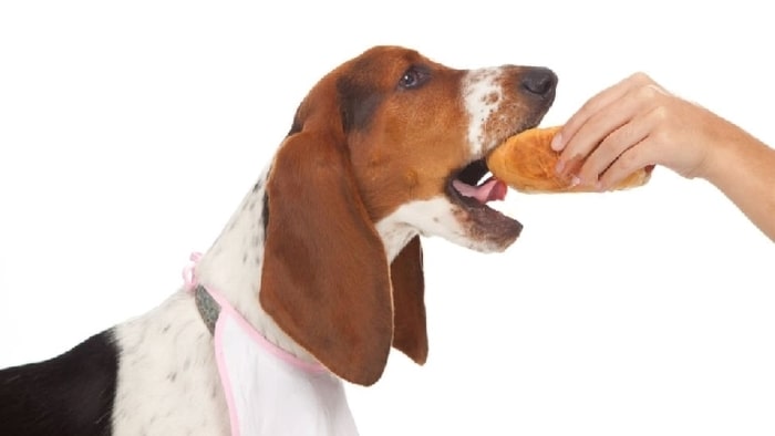 Can Dogs Eat Hot Dogs? What Every Pet Owner Needs to Know - WeWantDogs
