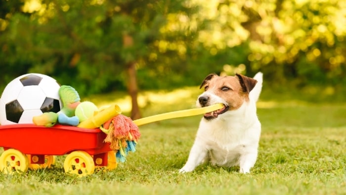 How to Wash Dog Toys: A Comprehensive Guide - WeWantDogs