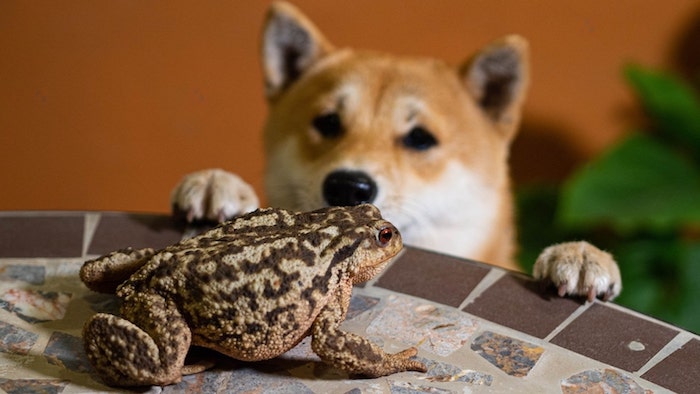 Are Toads Poisonous to Dogs? What You Need to Know - WeWantDogs