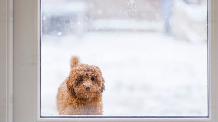 What Temperature Is Too Cold for Dogs? Tips to Keep Your Pup Safe ...