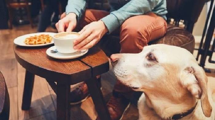 Are Dogs Allowed in Restaurants in the UK? - WeWantDogs