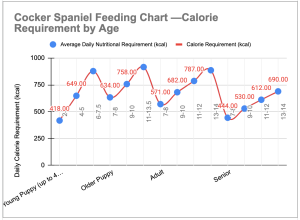 Cocker Spaniel Feeding Guide – How Much to Feed? - WeWantDogs