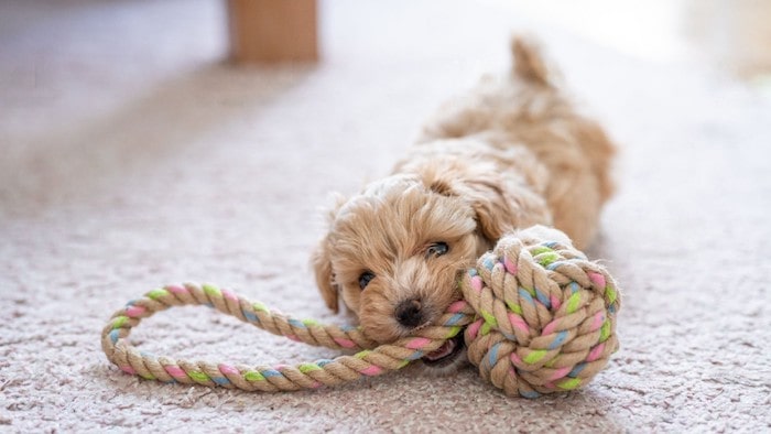 Why Do Dogs Bring You Toys? Understanding The Behaviour - WeWantDogs