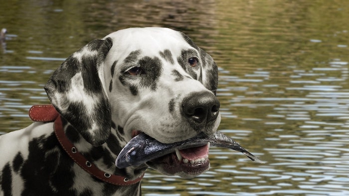 Can Dogs Eat Fish? A Comprehensive Guide - WeWantDogs