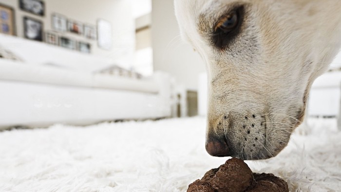 What to Put in Dog Food to Stop Eating Poop? - WeWantDogs