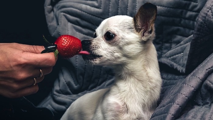 Can Dogs Eat Strawberries? A Guide to Safe Fruit Treats - WeWantDogs