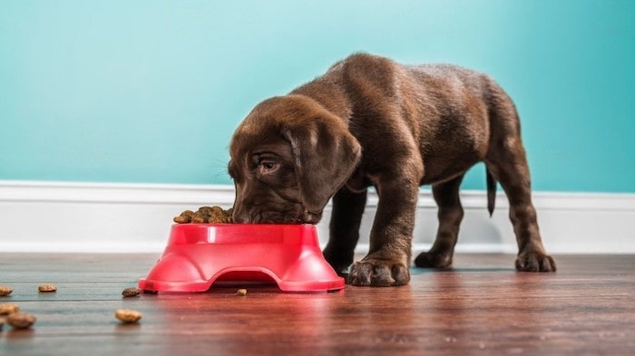 Labrador Feeding Chart – How Much to Feed? - WeWantDogs