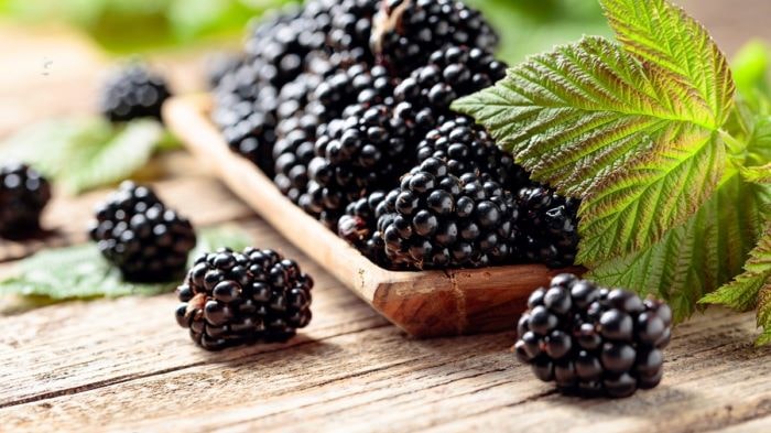 Are Dogs Allowed Blackberries