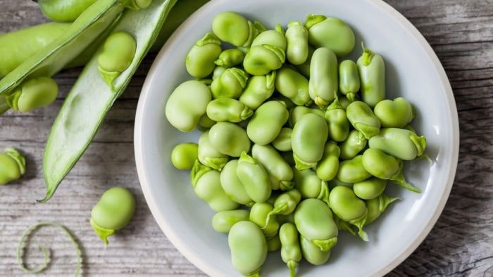 Can Dogs Eat Broad Beans? The Lowdown on Broad Beans for Dogs - WeWantDogs