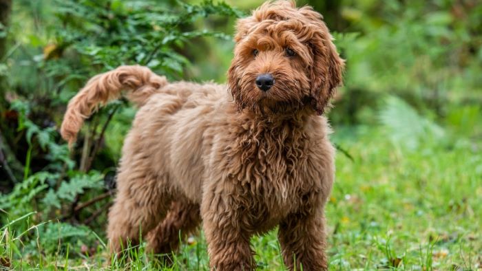 What Size Dog Crate for a Cockapoo? Finding the Perfect Crate! - WeWantDogs