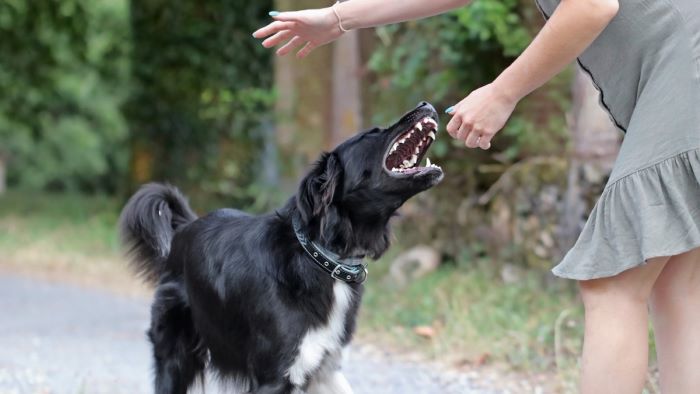 Dog Bites When Putting on Harness: From Biting to Bonding! - WeWantDogs