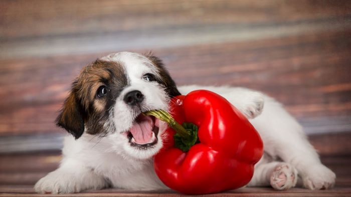 Can Dogs Eat Bell Pepper? Spicing Up Your Dog's Diet - WeWantDogs