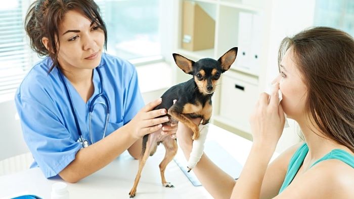 How Much Does It Cost to Express a Dog's Glands? All About Expressing ...