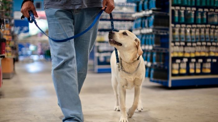 Can You Take Dogs into Decathlon? Understanding the Sporting Retailer's ...