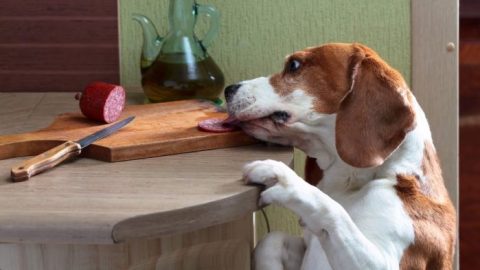 Can Dogs Eat Pork? What Every Pet Owner Needs to Know - WeWantDogs