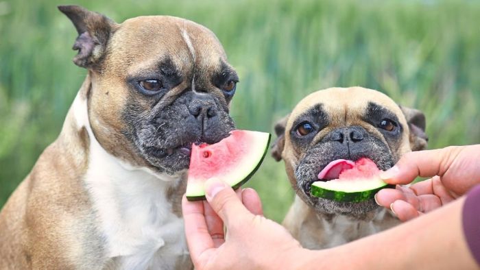 Can Dogs Eat Watermelon? A Refreshing Treat - WeWantDogs