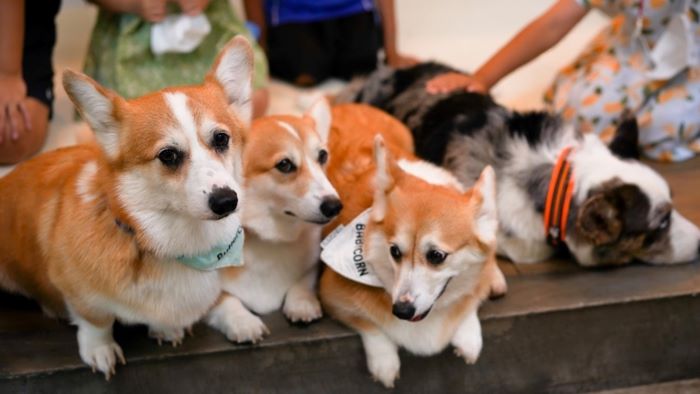 How Many Dogs Are Allowed per Household? Legal Considerations and Best ...