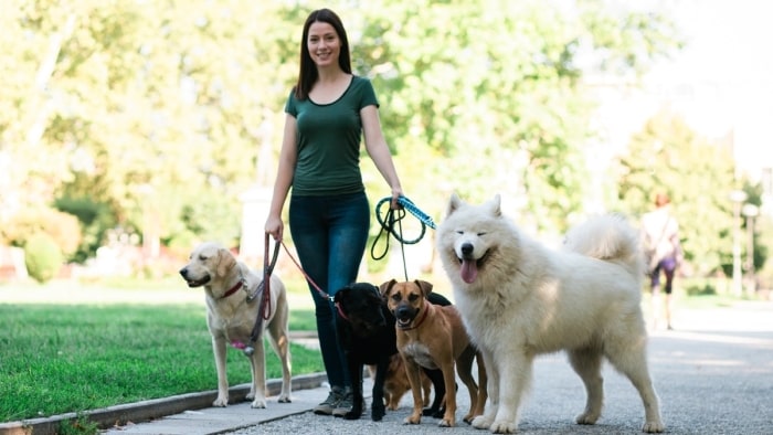 How Many Dogs Can You Walk at Once? - WeWantDogs