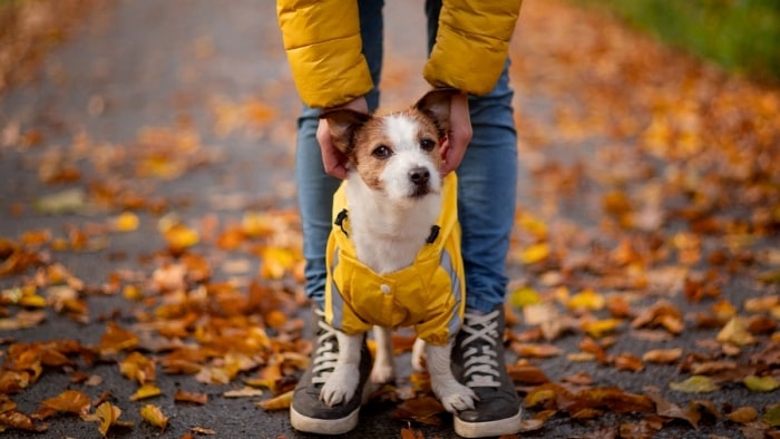 Why Does My Dog Straddle My Foot? Understanding The Behavior - WeWantDogs