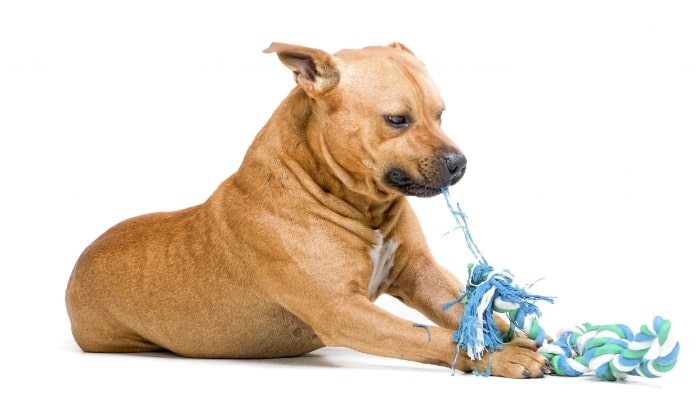 Why Does My Dog Destroy His Toys? Let's find out - WeWantDogs