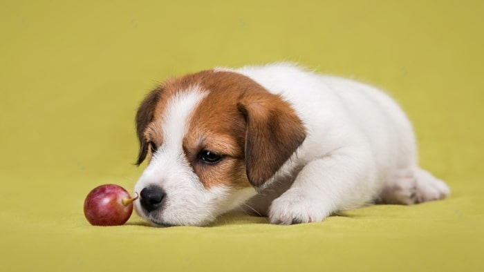 Can Dogs Eat Grapes? Toxicity and Health Risks - WeWantDogs