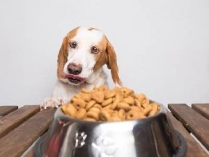 Can Dogs Eat Nuts Safely? A Vets Perspective - WeWantDogs