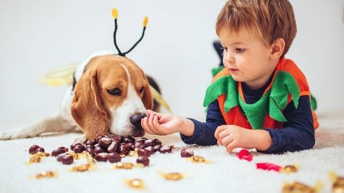Can Dogs Eat Nuts Safely? A Vets Perspective - WeWantDogs