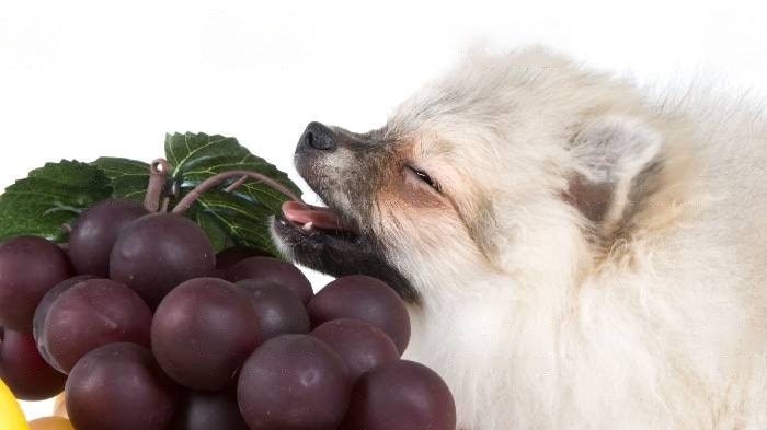 Can Dogs Eat Plums Or Not? A Vets Opinion - WeWantDogs