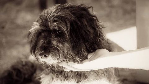 Can Dogs Have ADHD? Signs and Symptoms - WeWantDogs