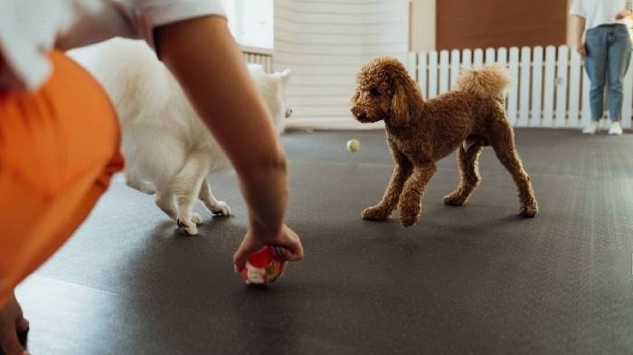 How to Teach Dogs to Put Away Toys? - WeWantDogs