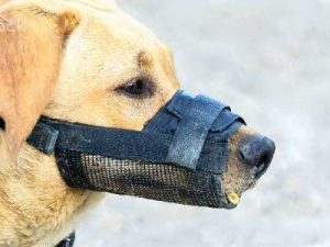 What Dogs Have to Be Muzzled in UK? - WeWantDogs