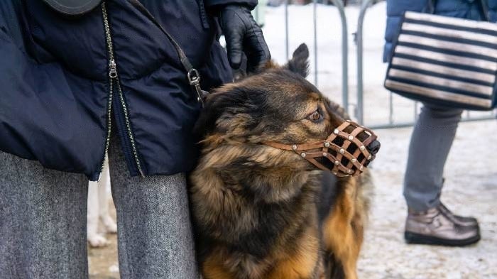 What Dogs Have to Be Muzzled in UK? - WeWantDogs