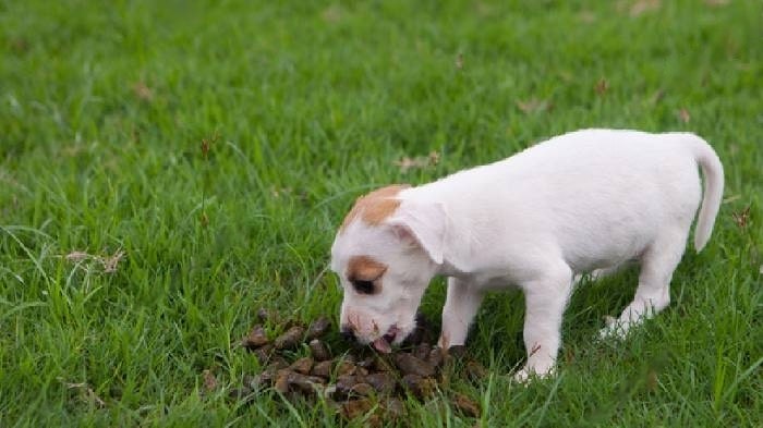 Why Do Dogs Eat Their Own Poop? And How to Stop Them - WeWantDogs
