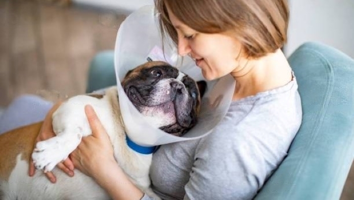 How to Make a Dog Cone Collar at Home: Easy and Affordable - WeWantDogs