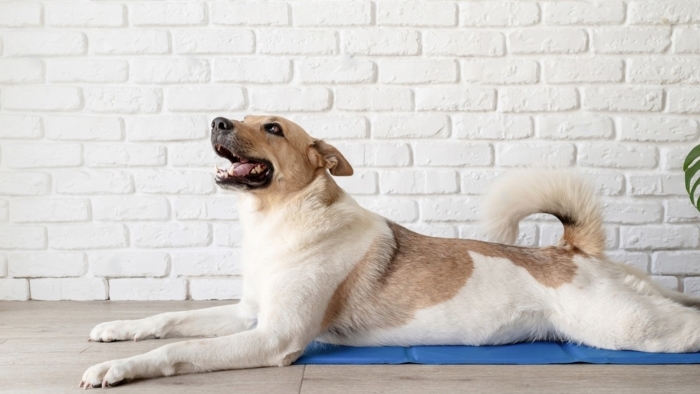 Why Is My Dog Staring at The Wall? Reasons Explained - WeWantDogs