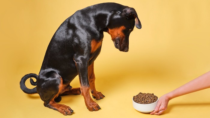 The 10 Best Dry Dog Food UK of 2024 – Reviews & Top Picks - WeWantDogs