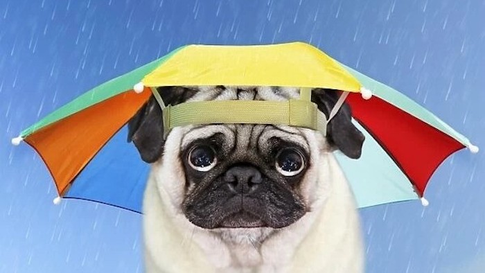5 Best Umbrella Hats for Dogs UK – Reviews & Top Picks - WeWantDogs