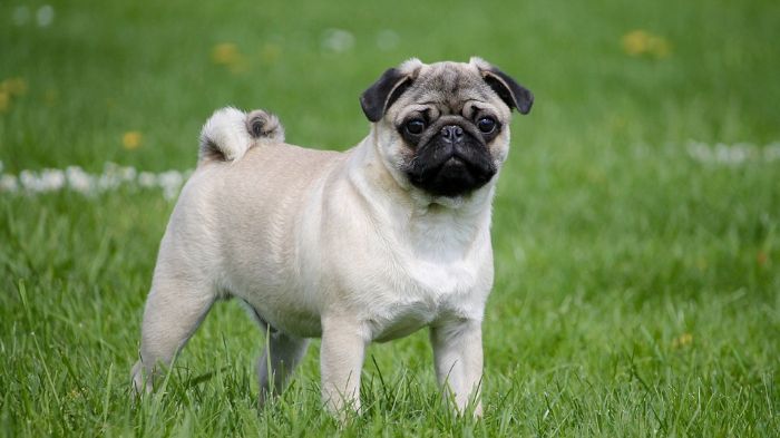 How Much Do Pugs Cost: Counting the Cost - WeWantDogs